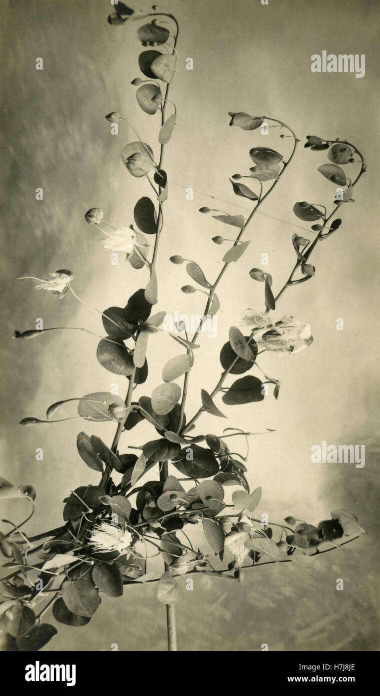 Capers plant, Italy Stock Photo - Alamy