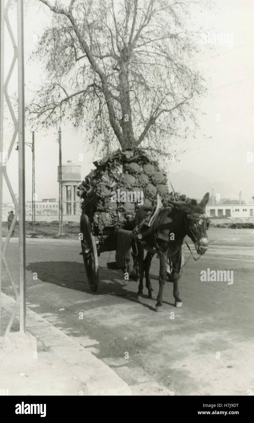 Pulling a cart hi-res stock photography and images - Alamy