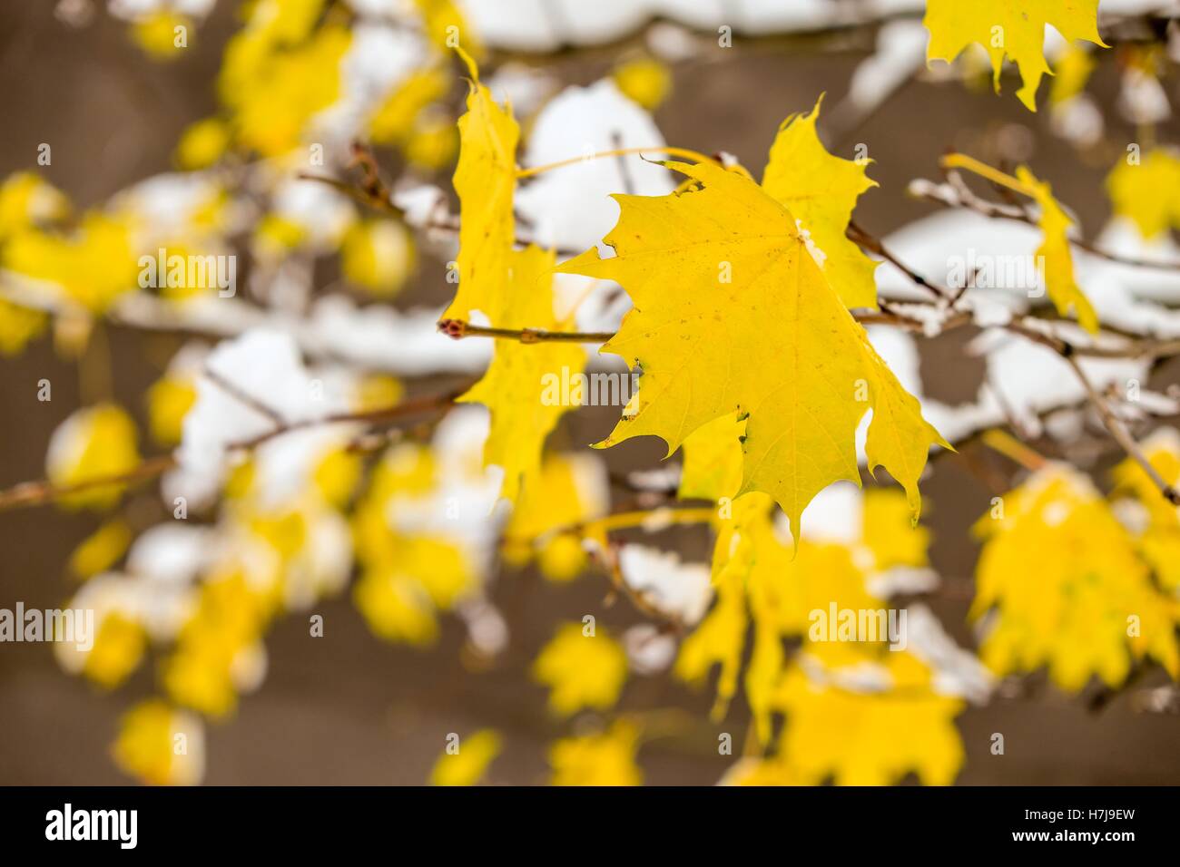 Maple leaves aka acer palmatum in autumn when the first snow fell Stock ...