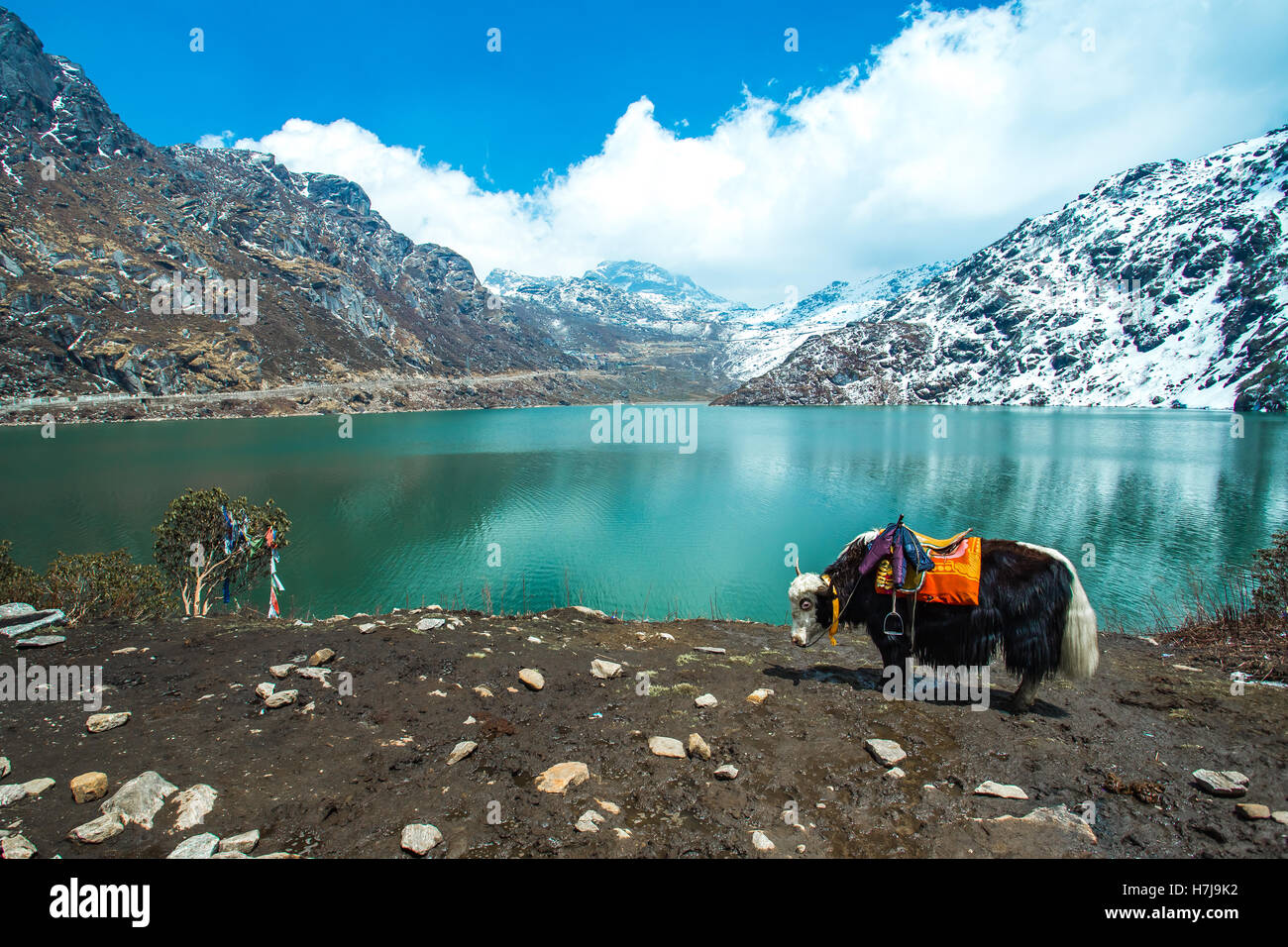 Tsangmo Lake in Sikkim, India Stock Photo - Alamy
