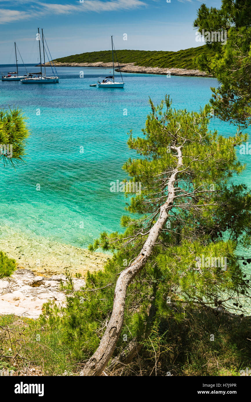 Green pinus hi-res stock photography and images - Alamy