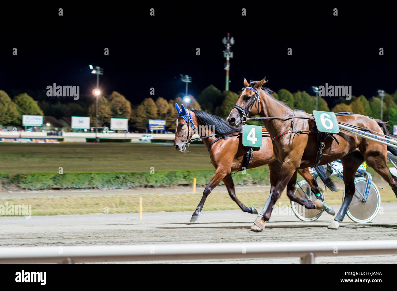 Race horse head hi-res stock photography and images - Alamy
