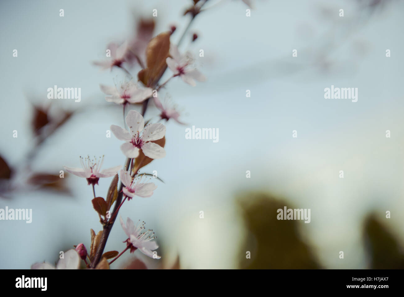 spring background of branches of a blossoming tree Stock Photo - Alamy