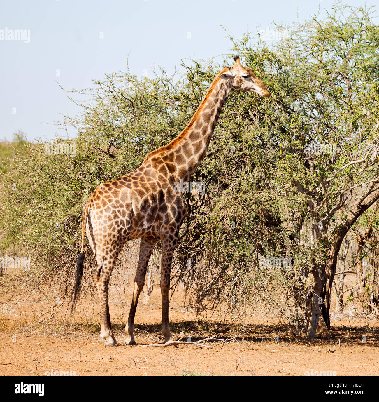 blur in south africa kruger wildlife nature reserve and wild giraffe ...