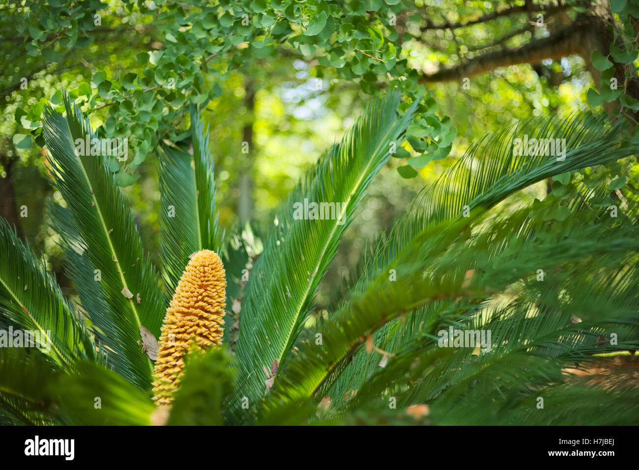 Cycas revoluta blossom Stock Photo - Alamy
