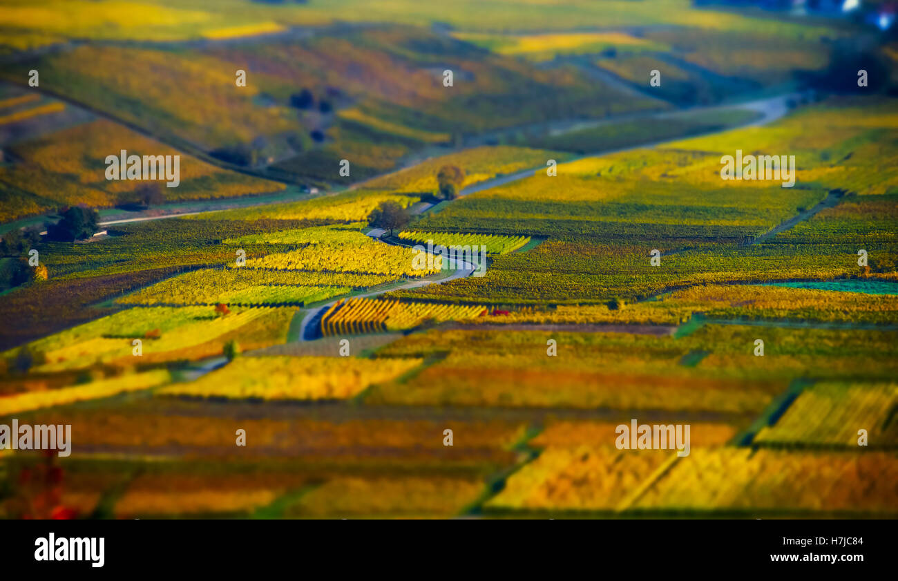 Aerial tilt-shift view of geometrical fields of grape, vinery in Alsace ...