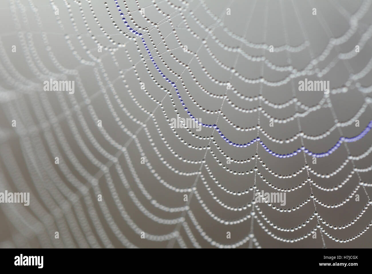 Water drops on spider web, one line highlighted in blue Stock Photo - Alamy