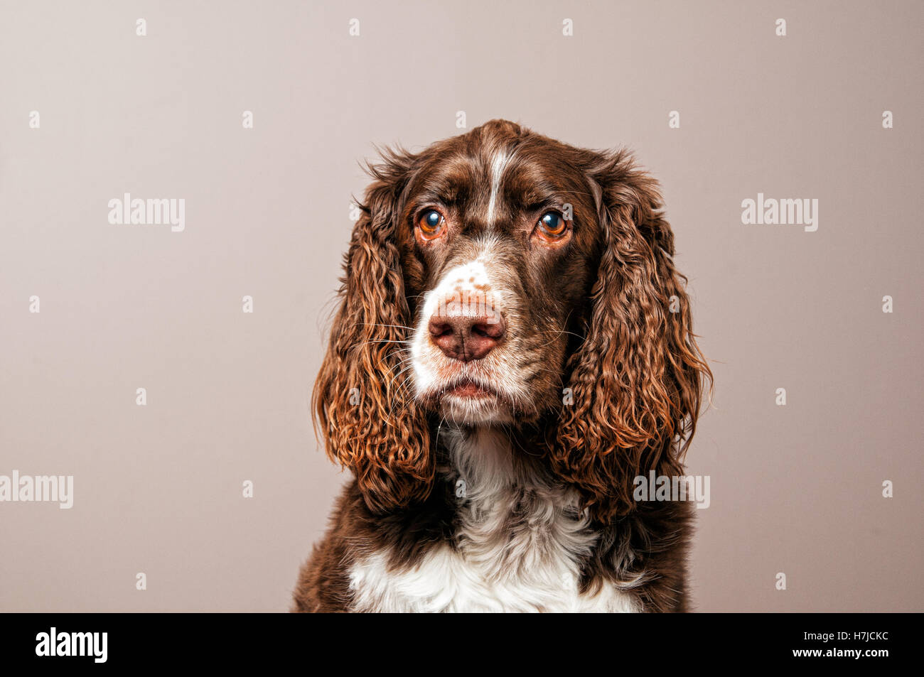 springer spaniel dog looking at the camera Stock Photo - Alamy