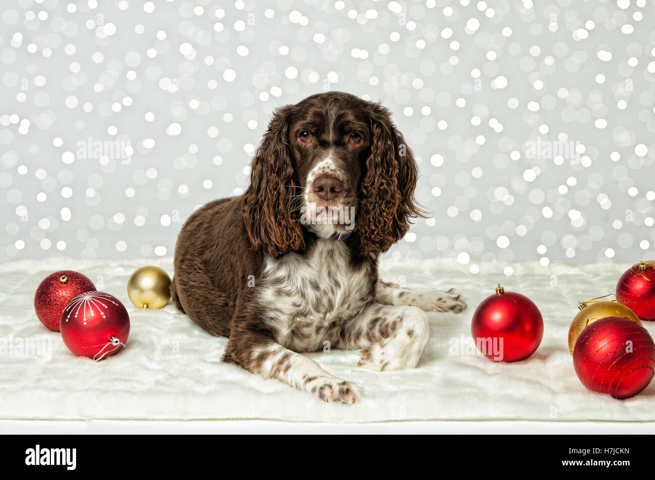 Gold springer spaniel hi-res stock photography and images - Alamy