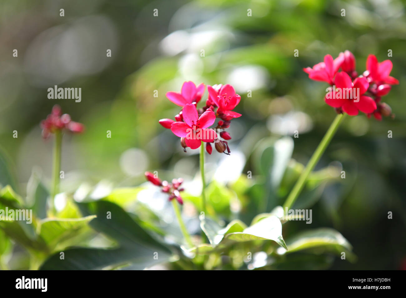 Blooming bright colored flowers, Thailand, South East Asia Stock Photo ...