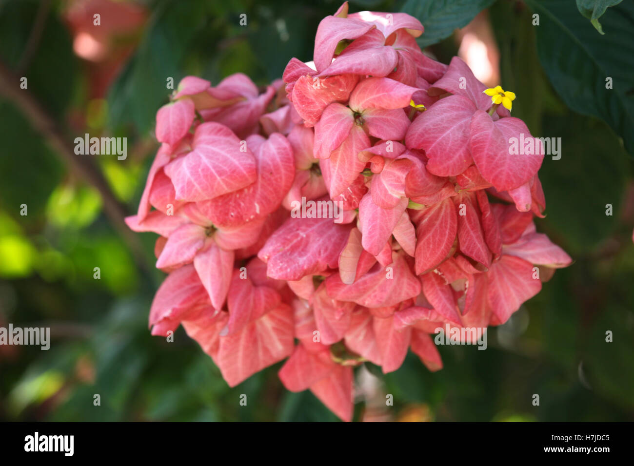 Blooming bright colored flowers, Thailand, South East Asia Stock Photo ...