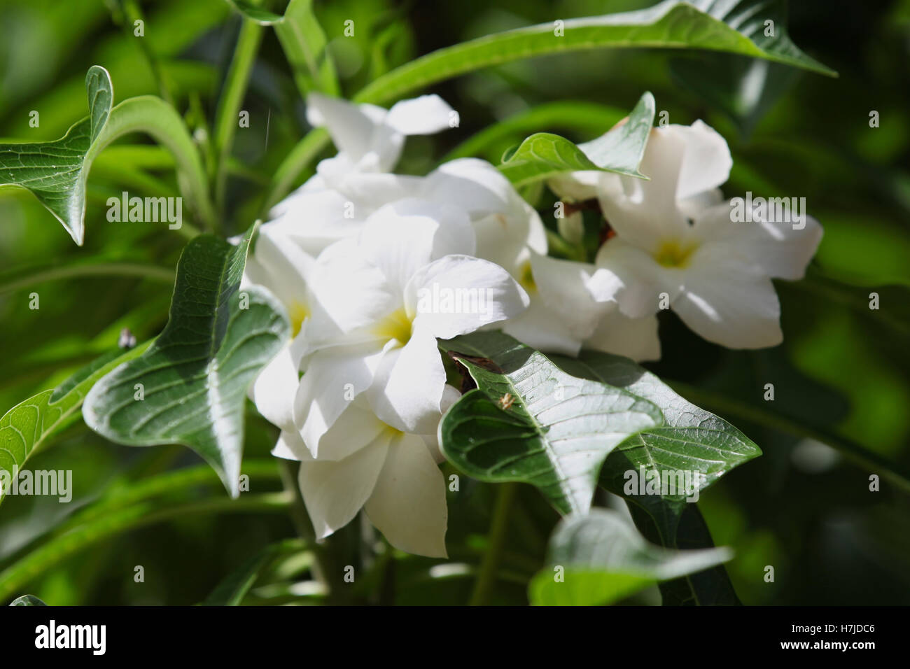 Blooming bright colored flowers, Thailand, South East Asia Stock Photo ...
