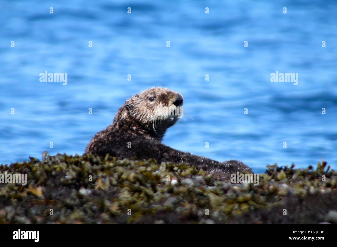 Beaver islands hi-res stock photography and images - Alamy