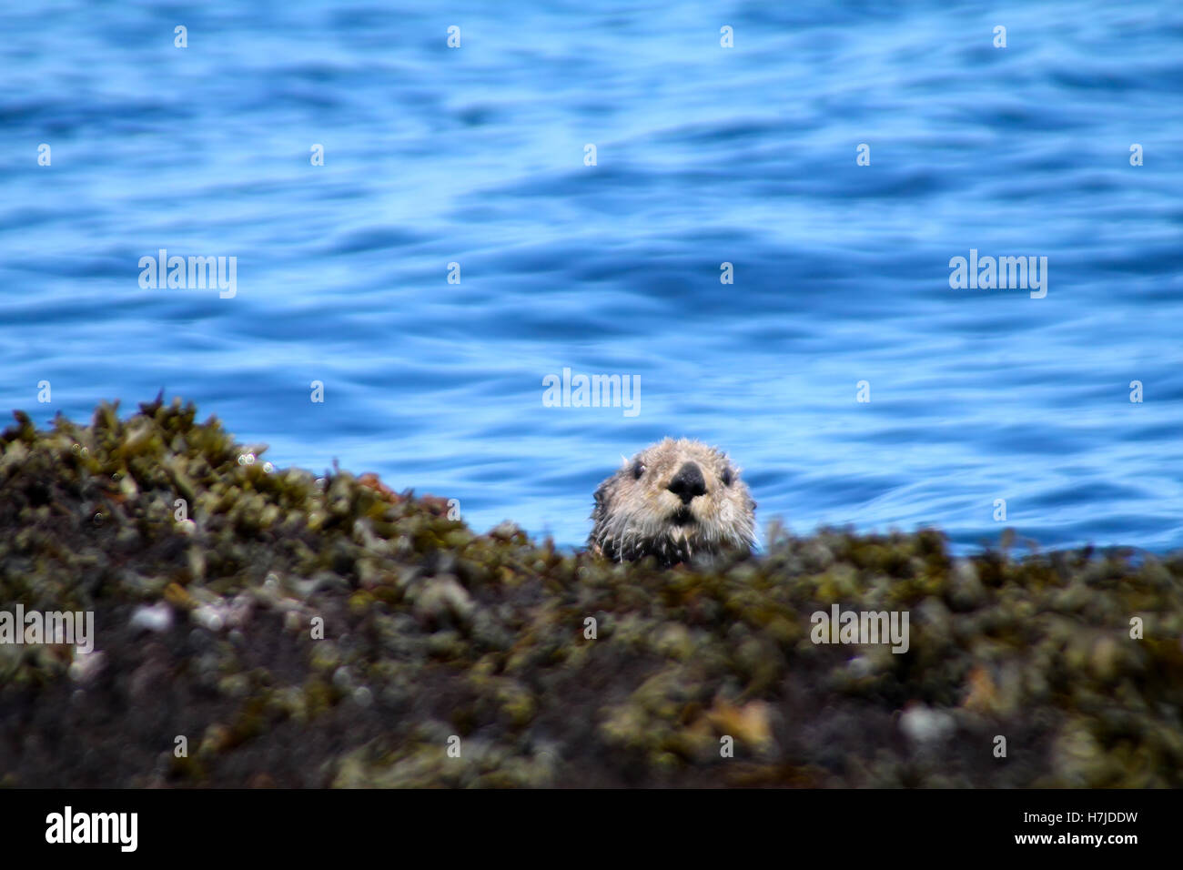 sea beaver near the coast Commander Islands Stock Photo - Alamy