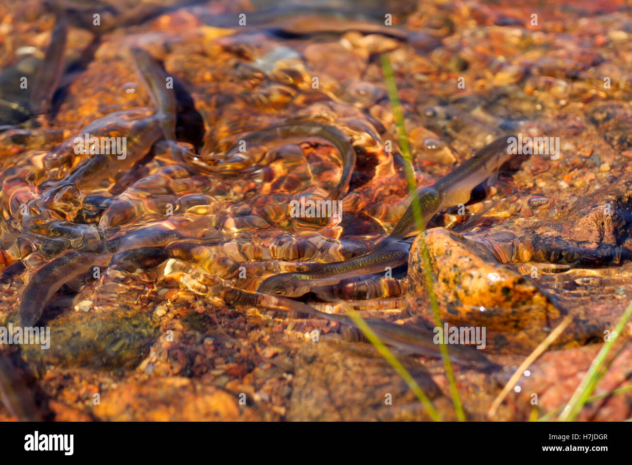 spawning season of bleaks (Alburnus alburnus) on the Baltic Sea Stock ...