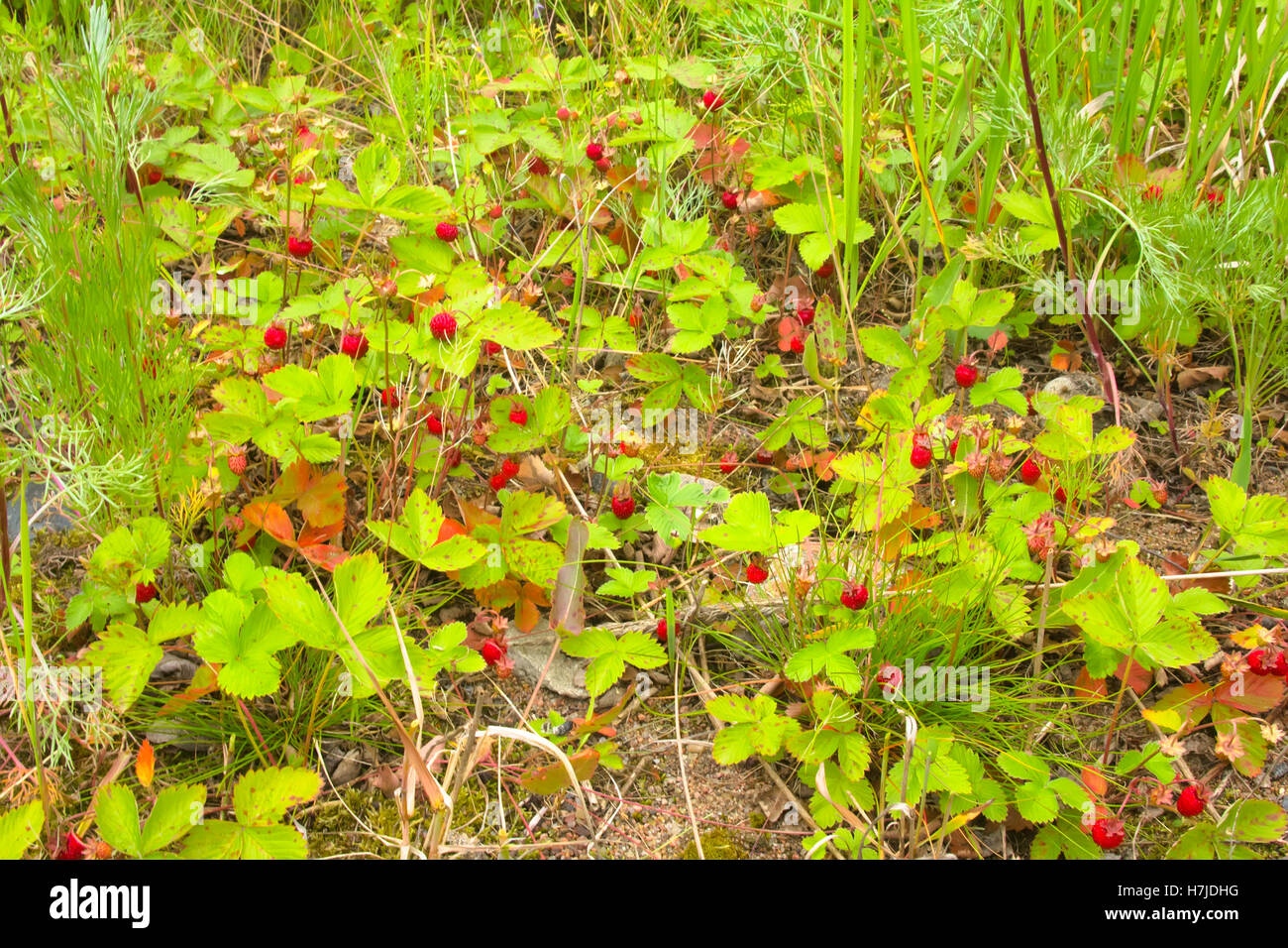 places abounding with wild strawberry. Russian Federation Stock Photo ...