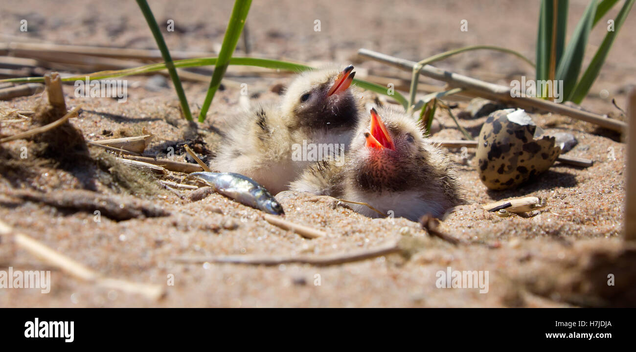 baby bird of common tern on sand Stock Photo - Alamy