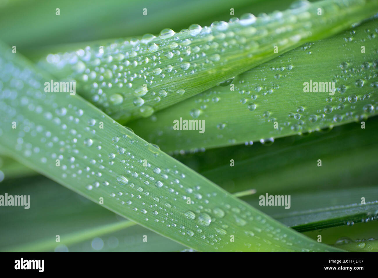 dew on a meadow early in the morning Stock Photo - Alamy
