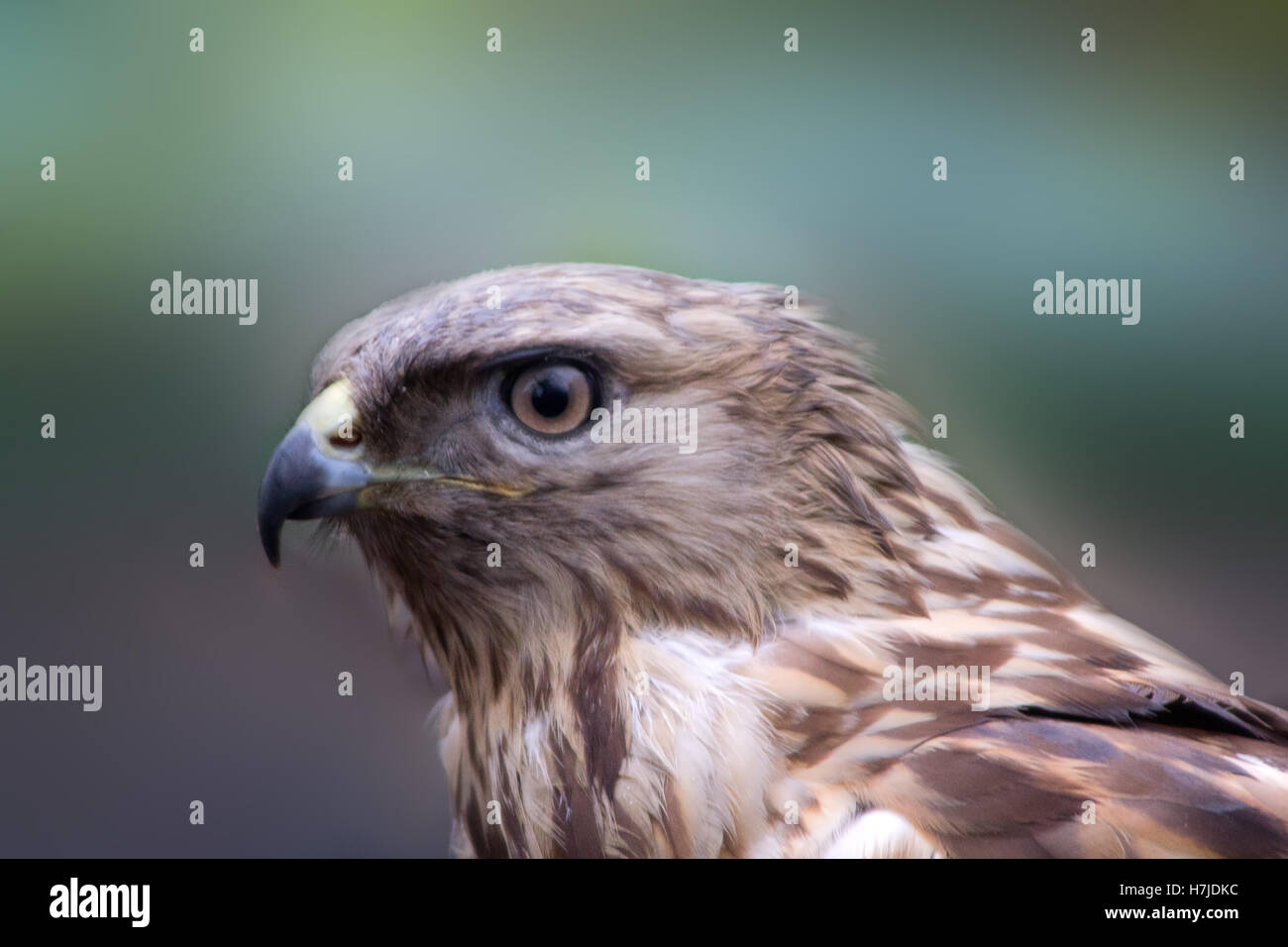 big bird of prey buzzard close up Stock Photo - Alamy
