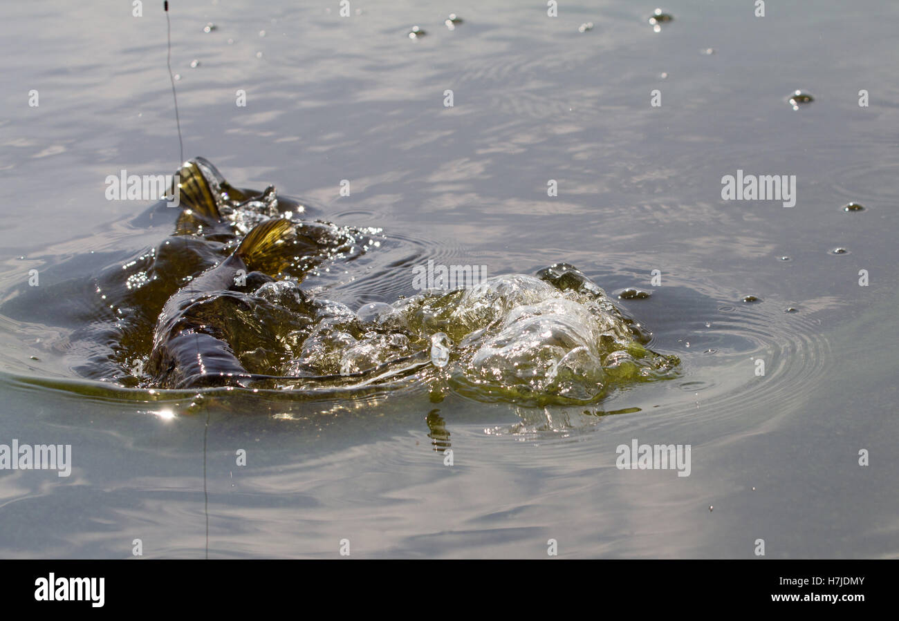 we drag a pike from water Stock Photo - Alamy