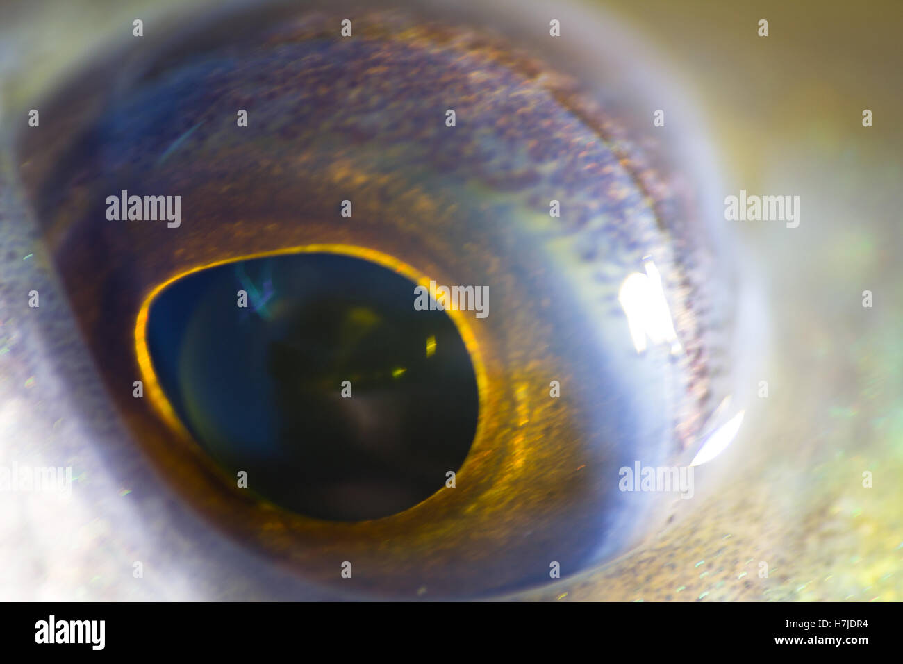 eye of a perch close up Stock Photo - Alamy