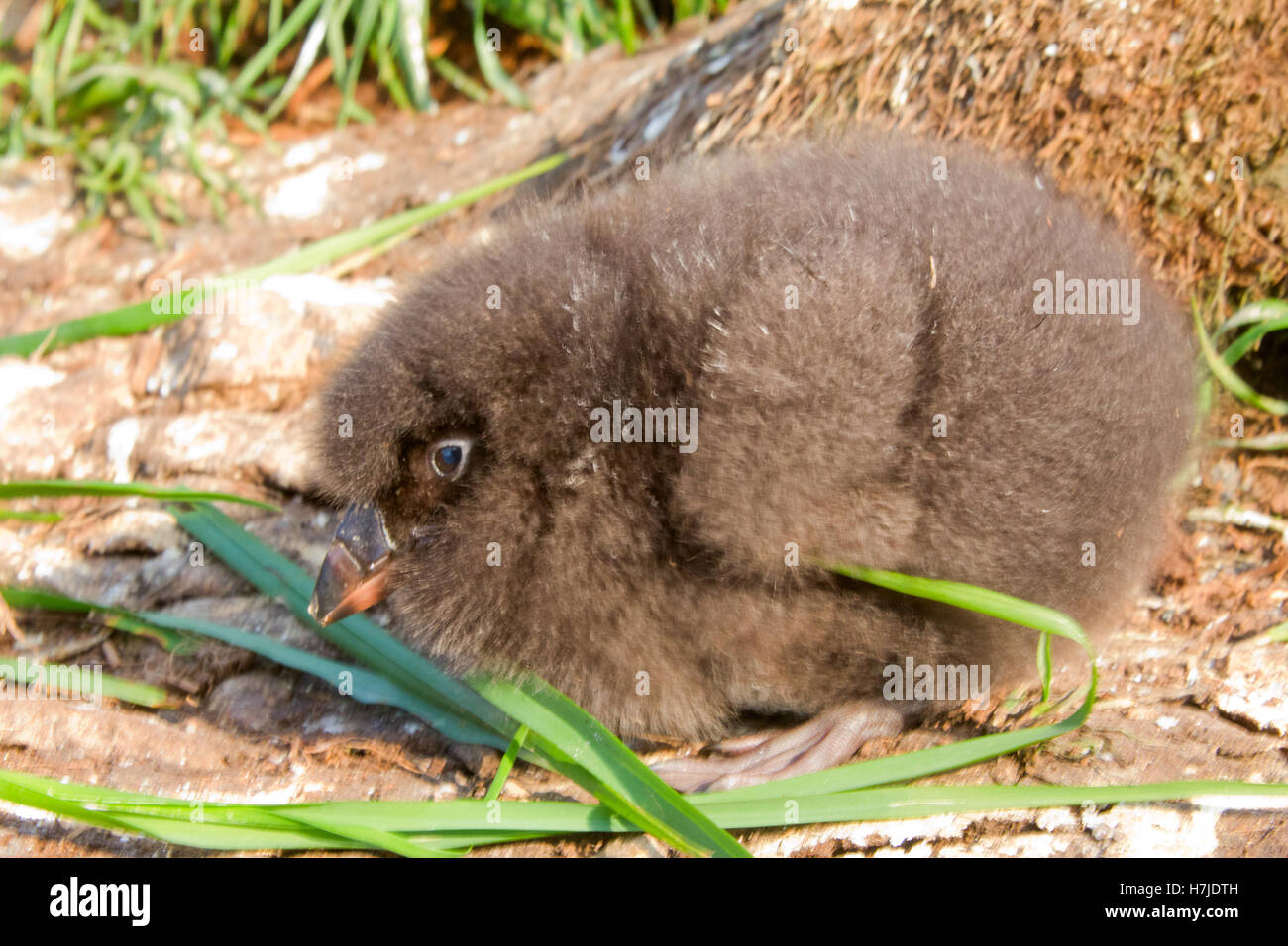 Lunda cirrhata hi-res stock photography and images - Alamy