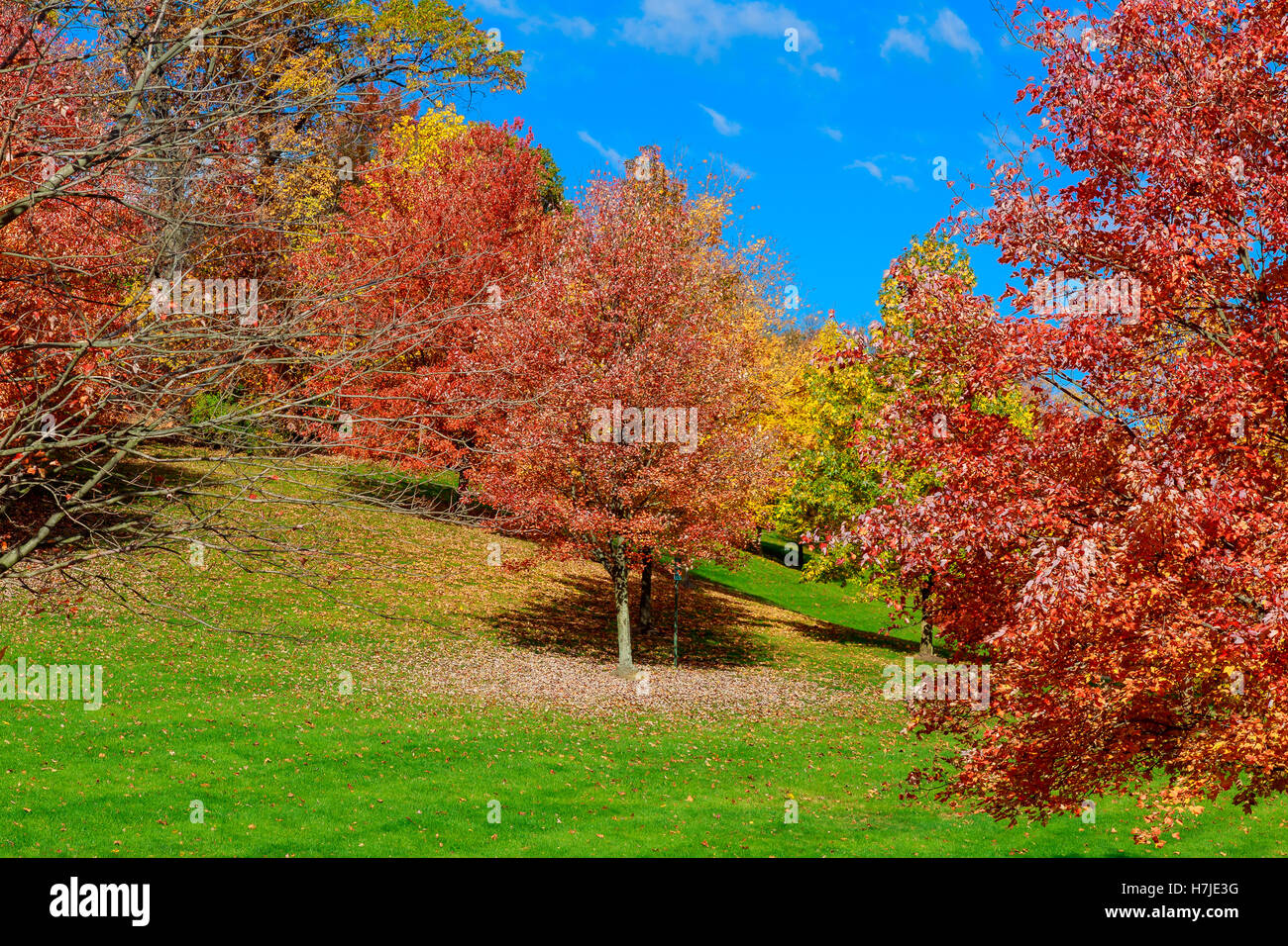 Collection of Beautiful Colorful Autumn Leaves green, yellow, orange ...