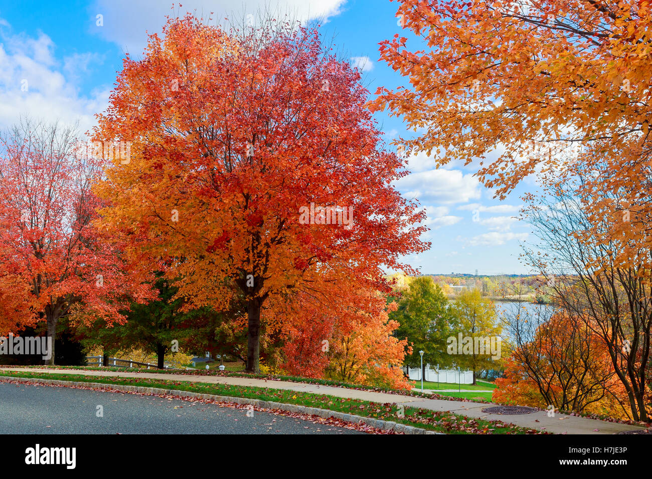 Collection of Beautiful Colorful Autumn Leaves green, yellow, orange ...