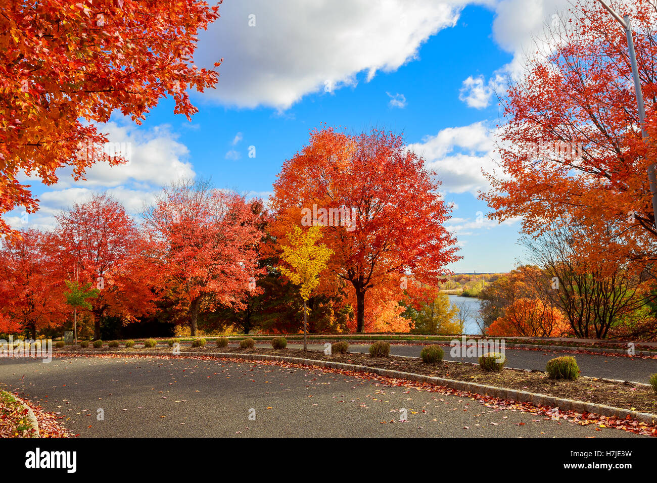 Collection of Beautiful Colorful Autumn Leaves green, yellow, orange ...
