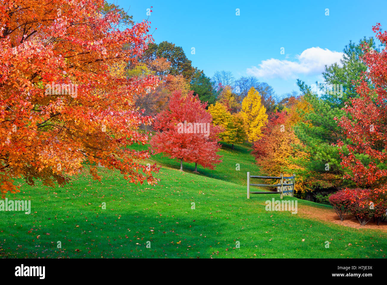 Collection of Beautiful Colorful Autumn Leaves green, yellow, orange ...