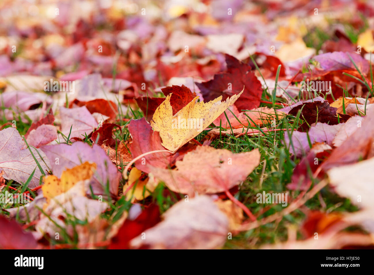A ray of sunlight on the fallen autumn leaves Stock Photo - Alamy