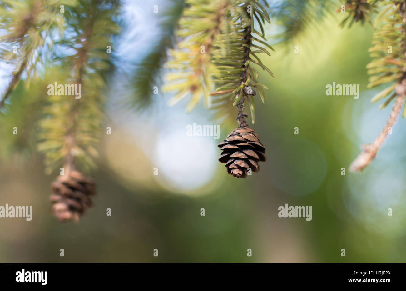 Beauty coniferous fir hi-res stock photography and images - Alamy