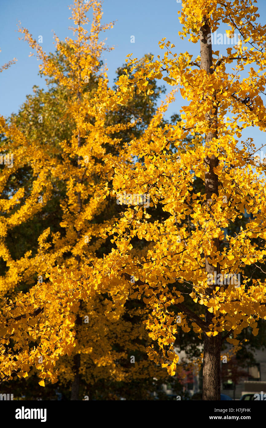 yellow autumnal trees Stock Photo - Alamy
