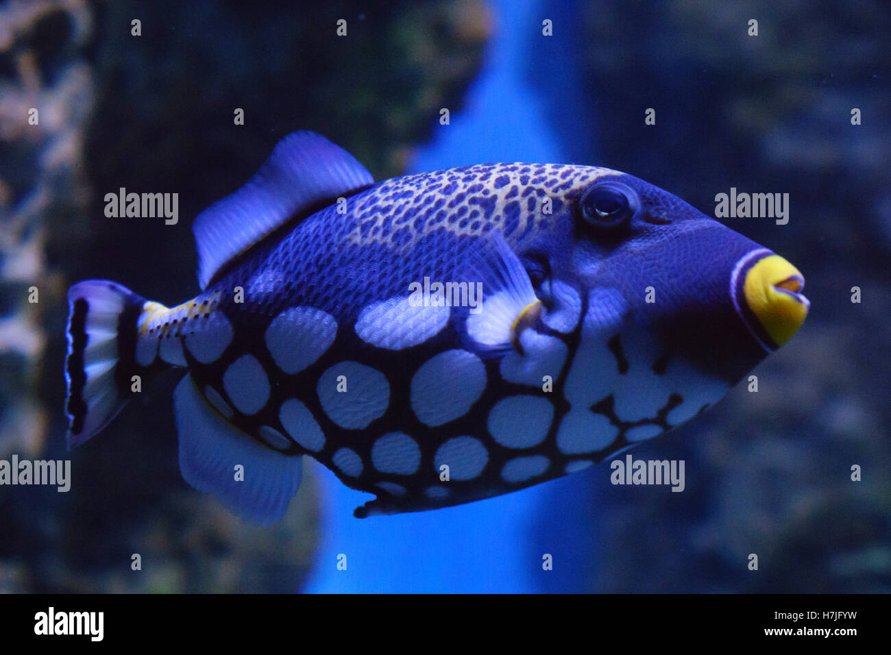 Malta National Aquarium, Qawra-Buggiba. Clown triggerfish Stock Photo ...