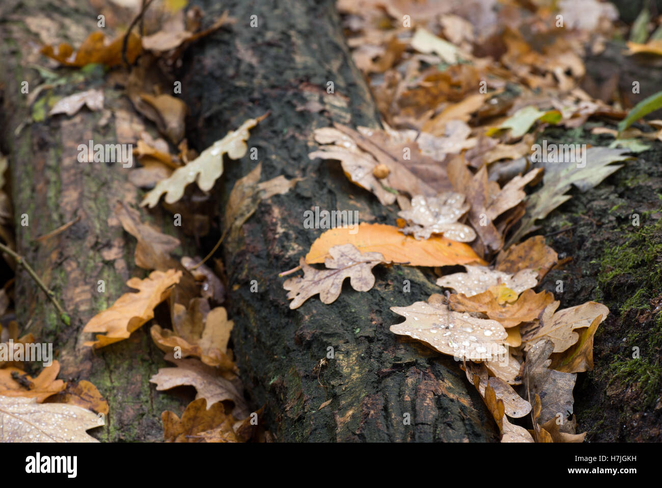 Wet forest environment hi-res stock photography and images - Alamy