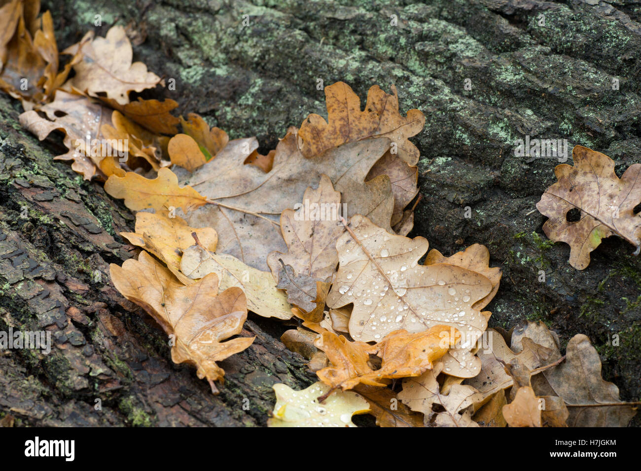wet fall leaves in forest Stock Photo - Alamy