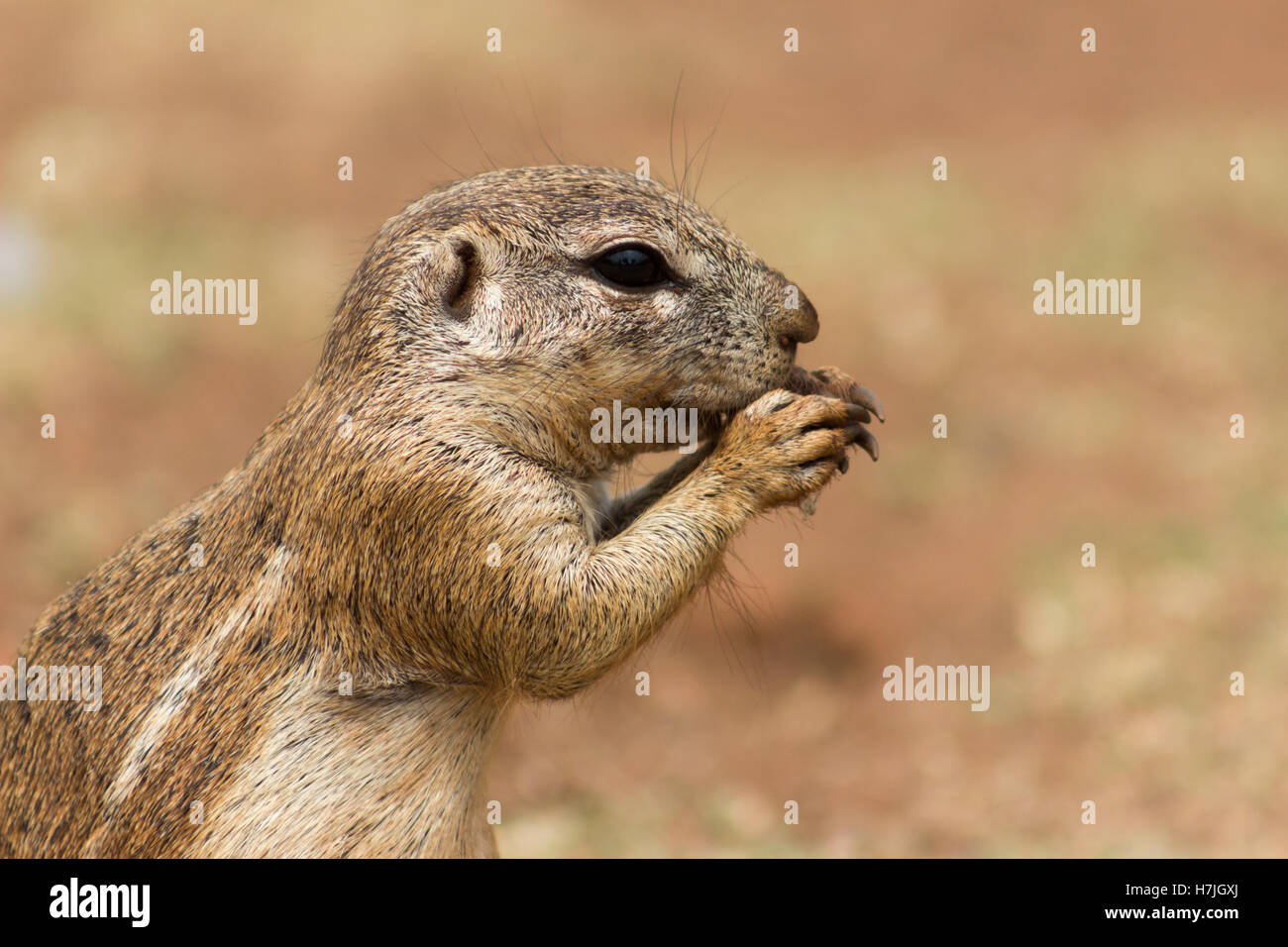 Marmotini hi-res stock photography and images - Alamy