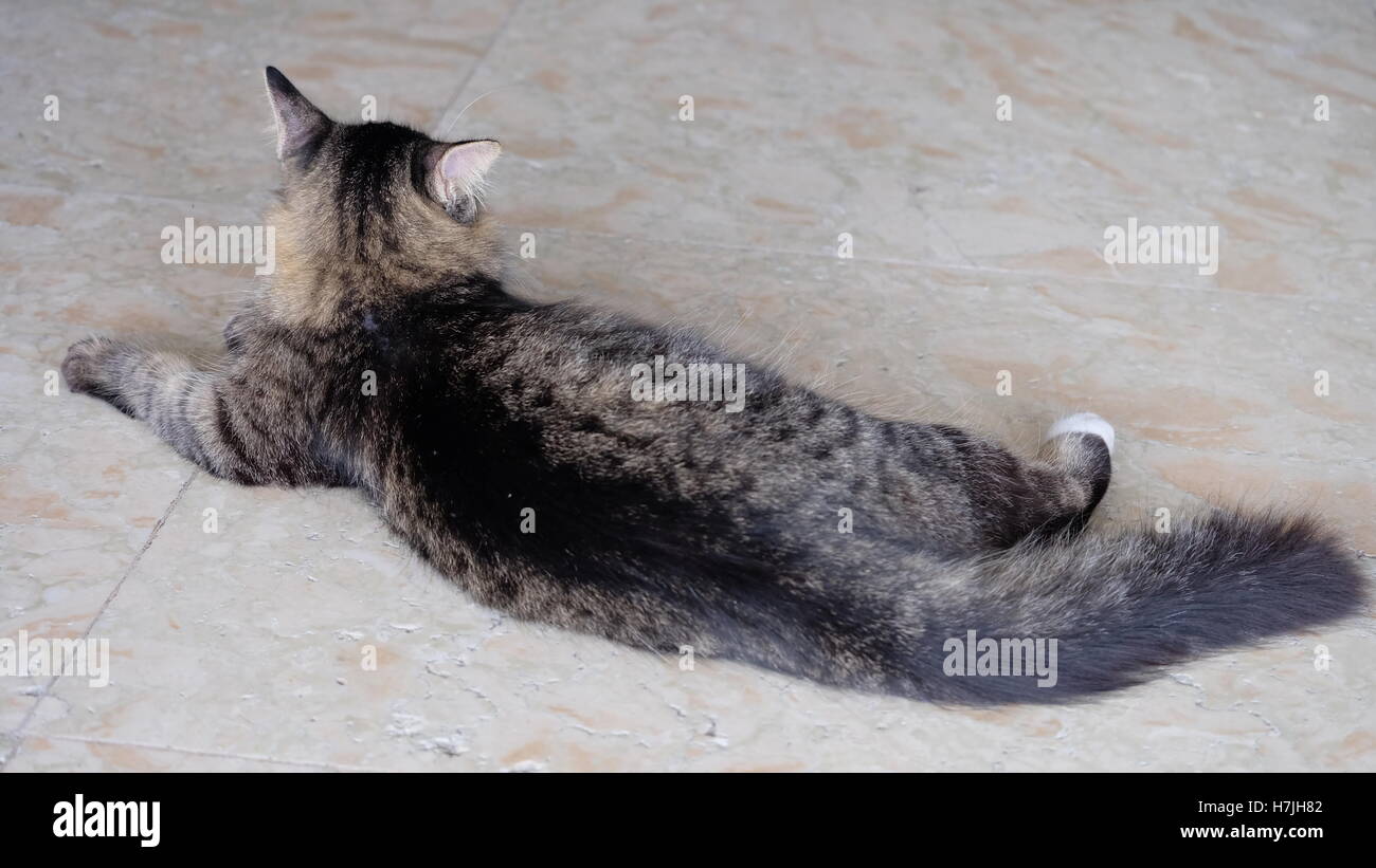 Back of a cat Stock Photo - Alamy