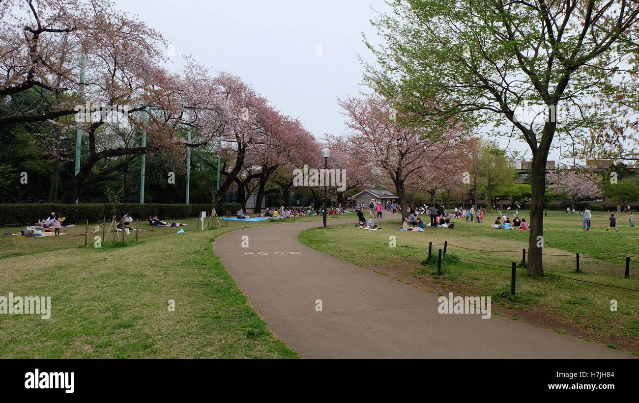 Picnic in park japan hi-res stock photography and images - Alamy