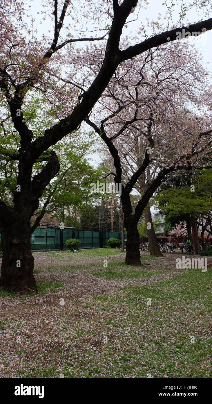 Park in spring Stock Photo - Alamy