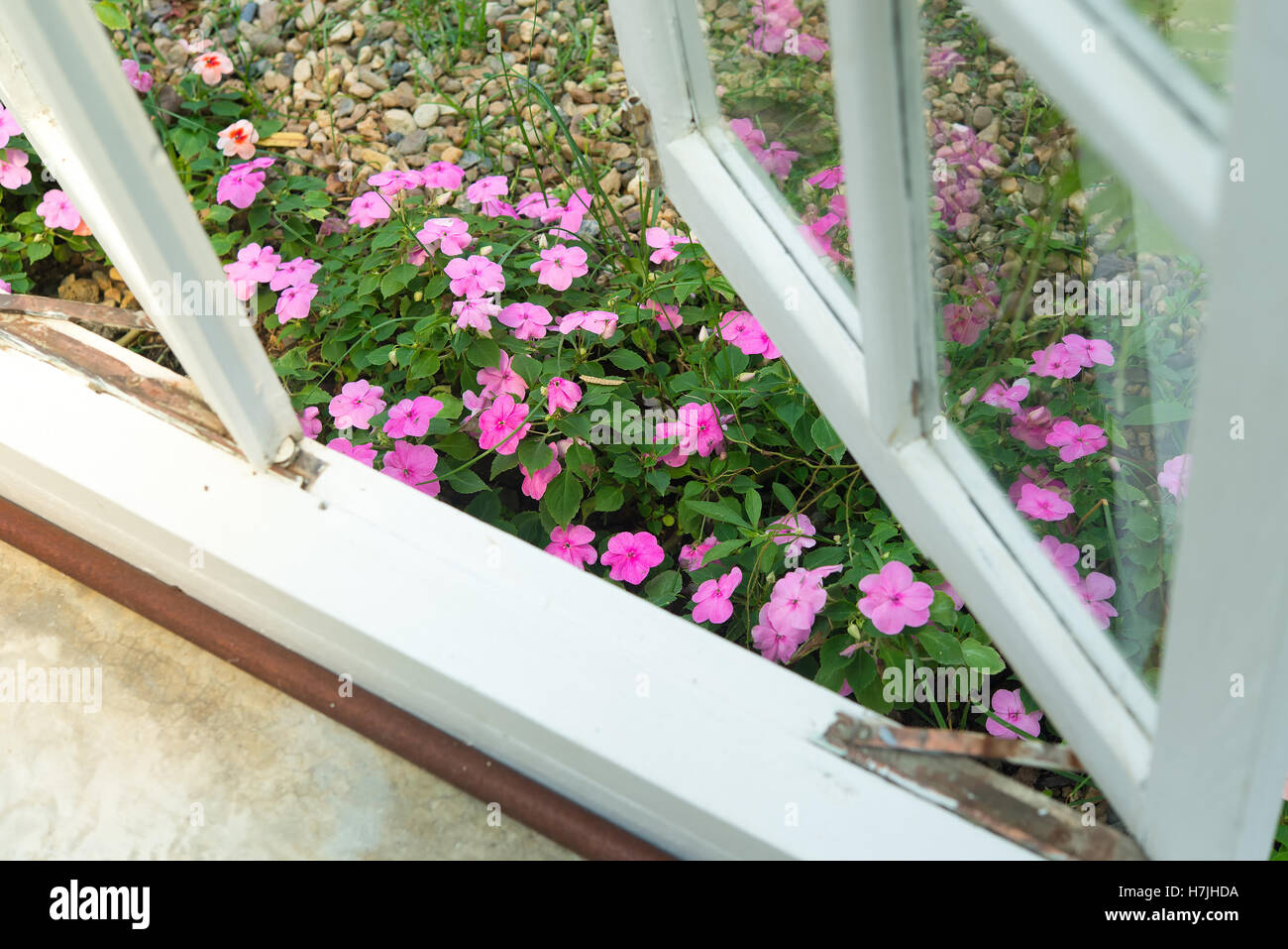 Flower garden beside the living room window Stock Photo - Alamy
