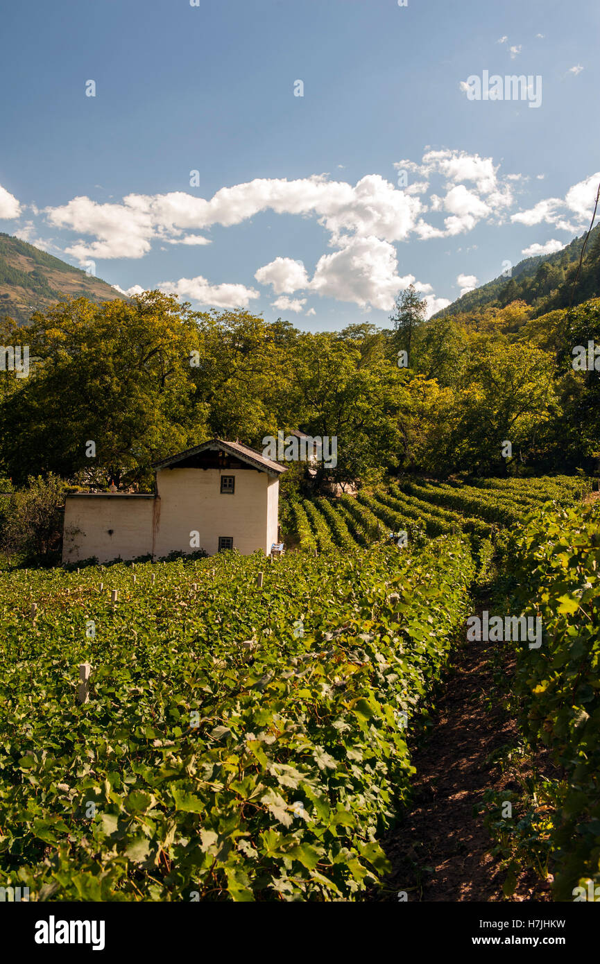 A vineyards in Cizhong, a small hamlet once inhabited by early French ...