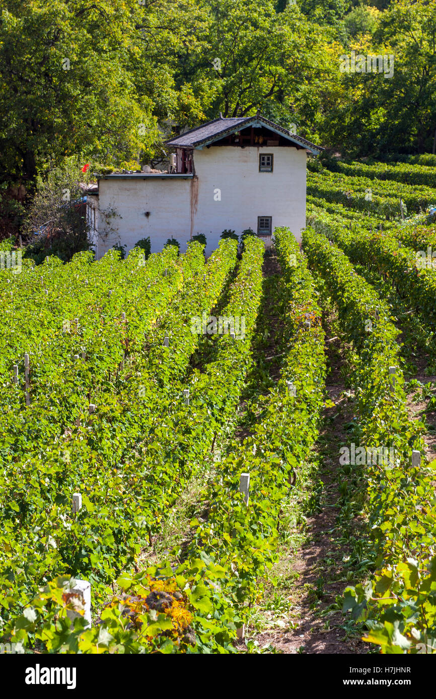 A vineyard in Cizhong, a small hamlet once inhabited by early French ...