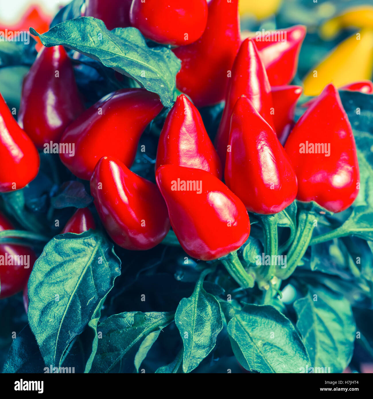 beautiful red hot chili peppers in pot, instagram style, close up Stock ...