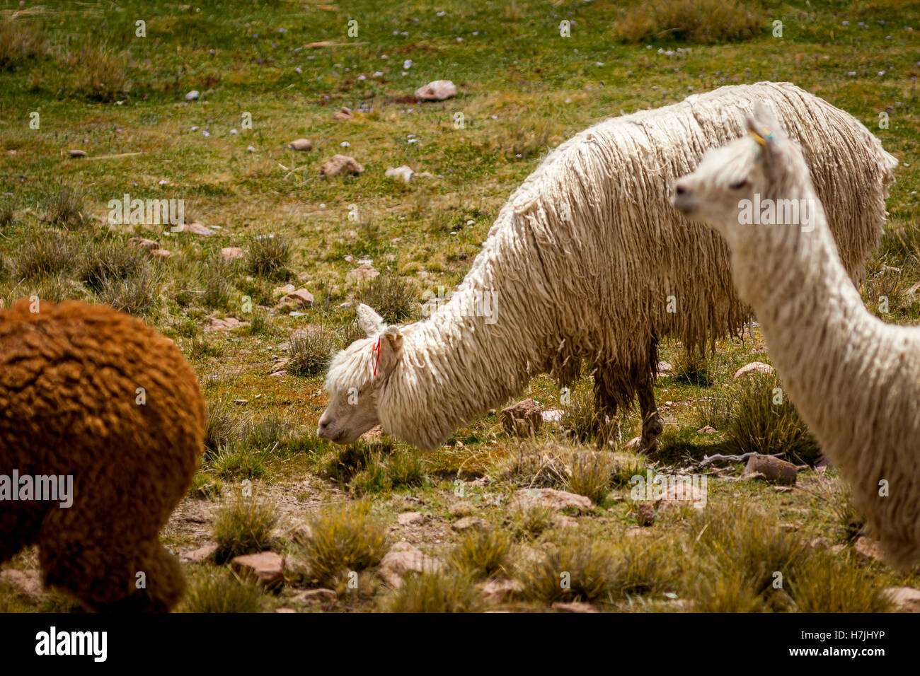 Alpaca Suri enjoying the grasslands of Peru Stock Photo - Alamy