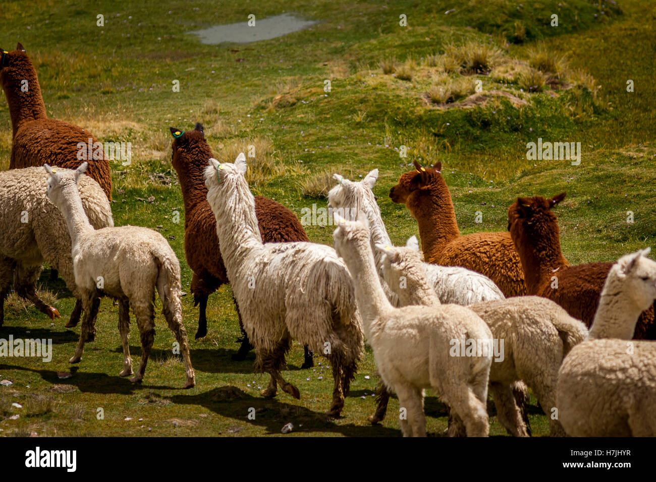 Herd of Alpaca Huacaya and Alpaca Suri Stock Photo - Alamy