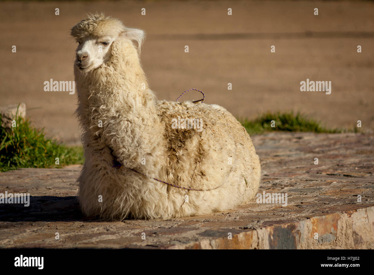 White lama sitting in the middle of the road Stock Photo - Alamy