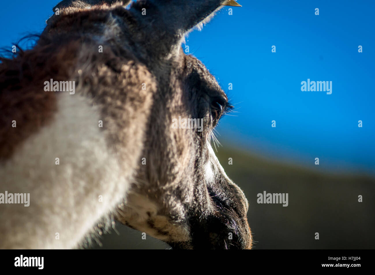 Focus on the eye of a lama at Machu Picchu Stock Photo - Alamy