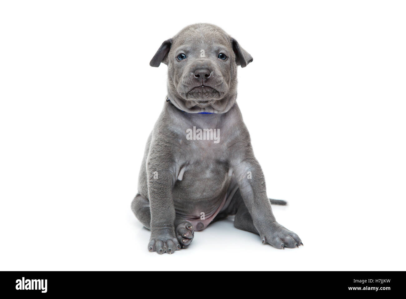 Thai ridgeback puppy isolated on white Stock Photo - Alamy