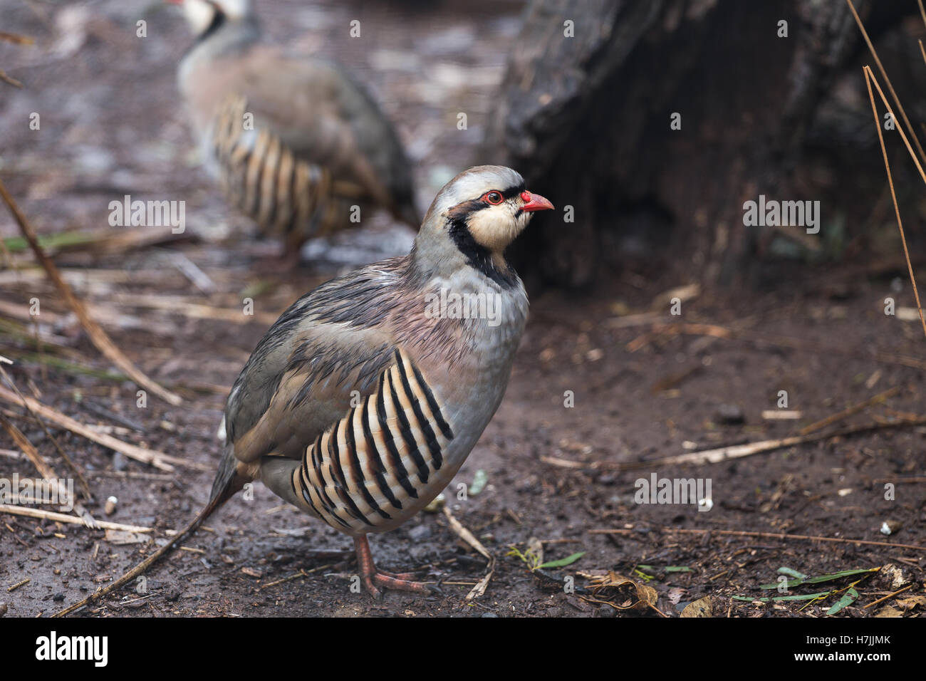 Chukar Partridge (Alectoris chukar Stock Photo - Alamy